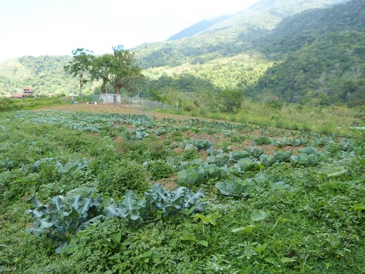 A Very Memorable Trip, The Organic Way At Bangkong Kahoy Valley ...
