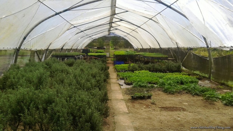 Gourmet Farms Cavite: My Day Tour Experience - GirlandBoyThing.com